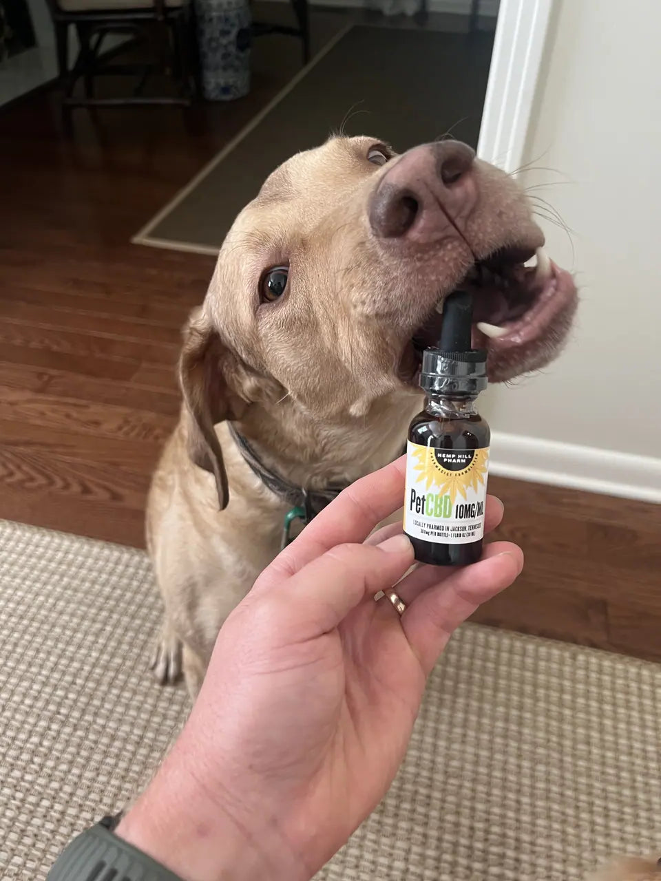 8 Myths about Hemp Oil for Dogs: Debunked – Hemp Hill Pharm